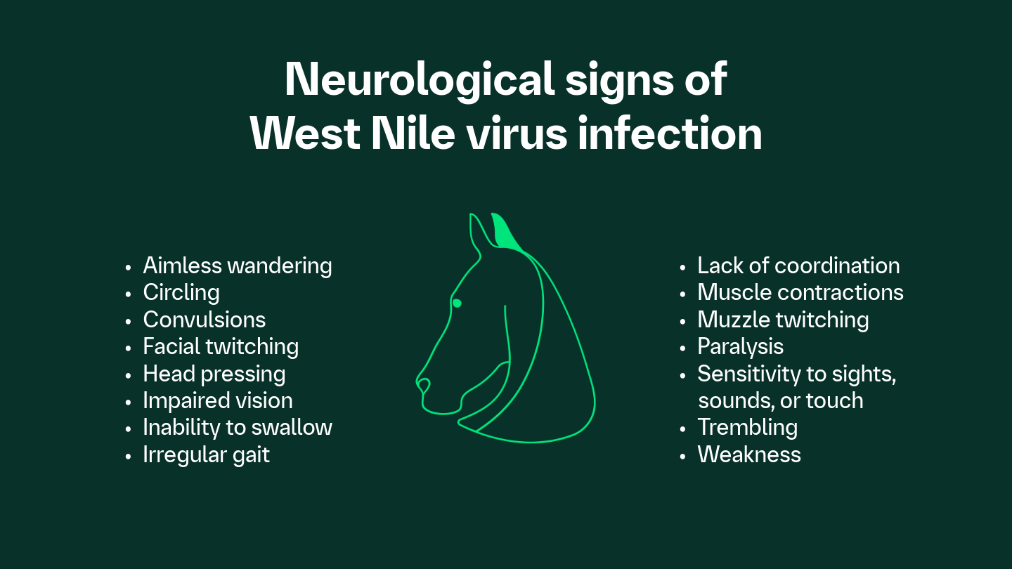 West Nile virus. Learn how to protect your horse | Boehringer Ingelheim